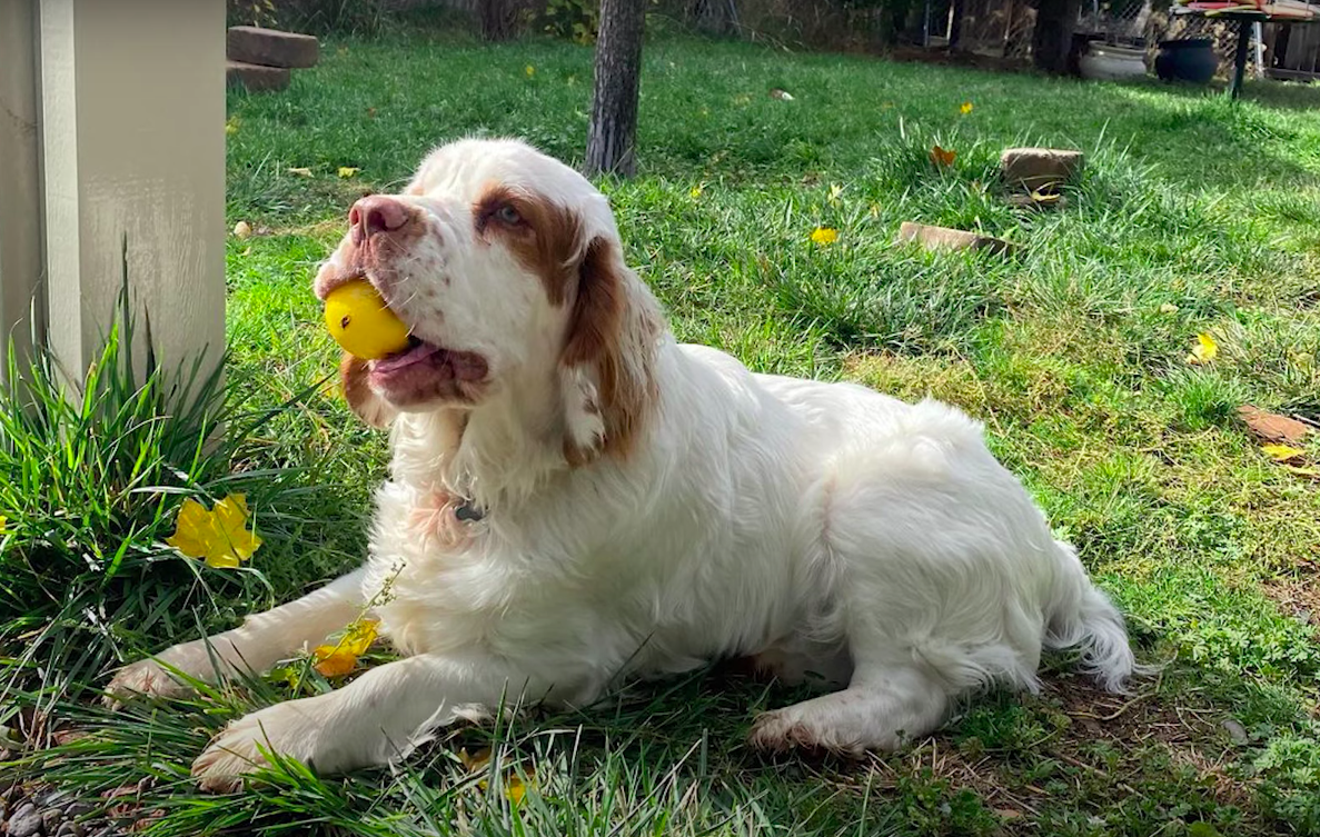 Clumber Spaniel Dog Breed Information & Characteristics