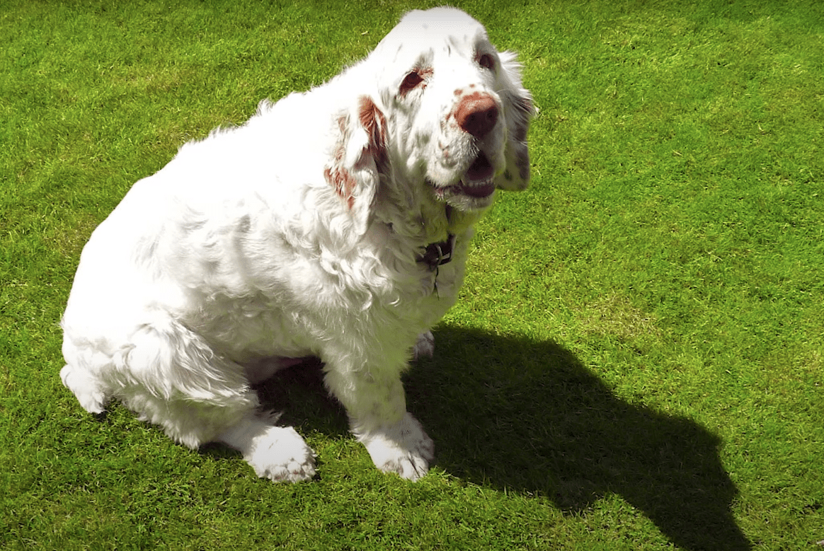 Clumber Spaniel Dog Breed Information & Characteristics