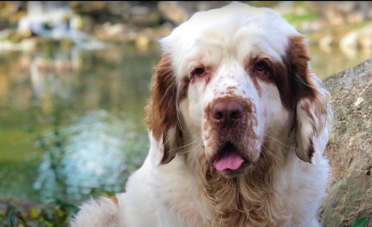 Clumber Spaniel Dog Breed Information & Characteristics