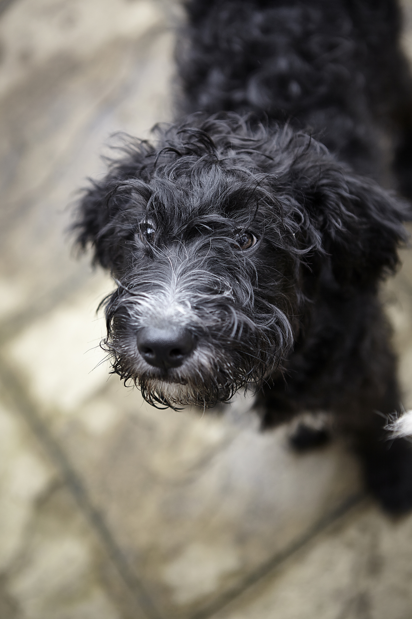 Labradoodle Puppy Pictures and Facts
