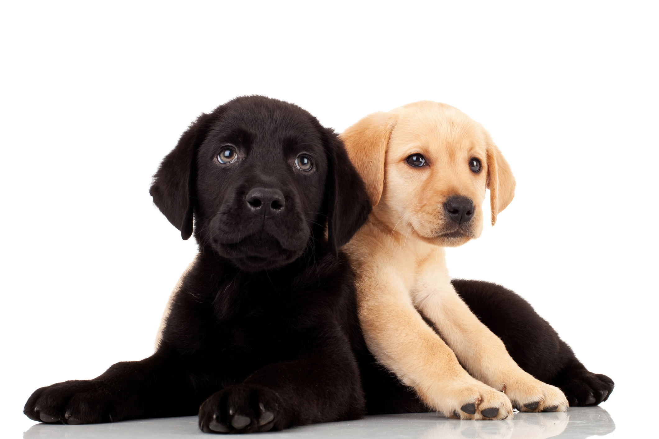 Labrador Retriever Puppy Pictures and Facts