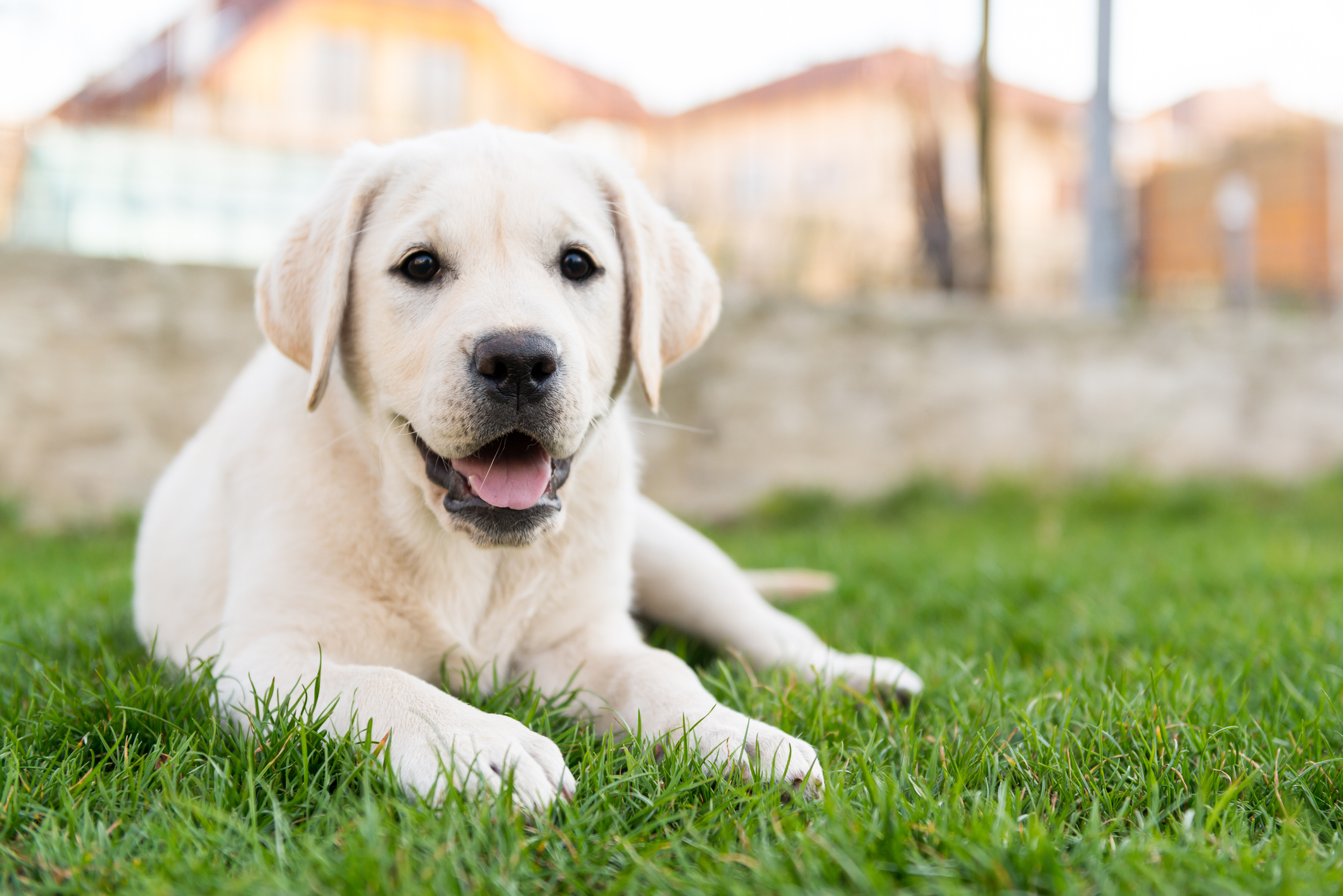 Labrador Retriever Puppy Pictures and Facts
