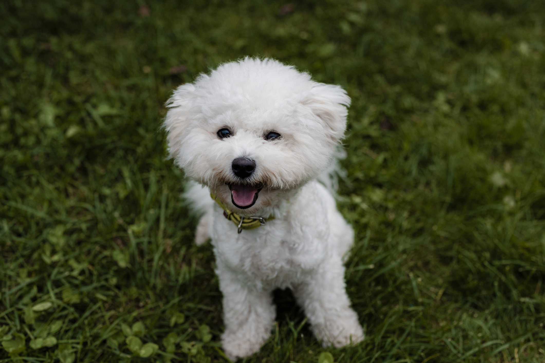 Bichon Frise Puppy Pictures and Facts