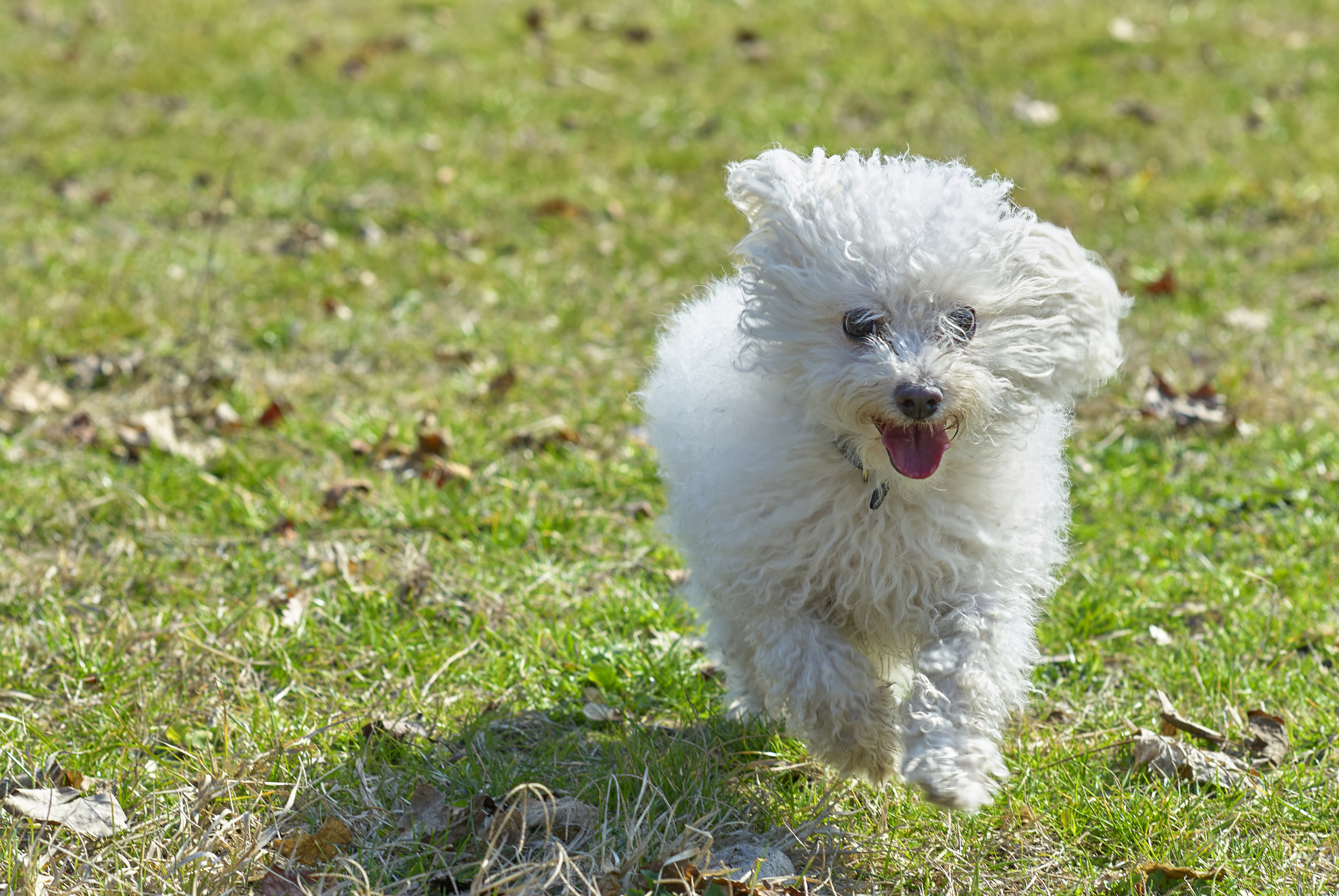Bolognese Puppy Pictures and Facts