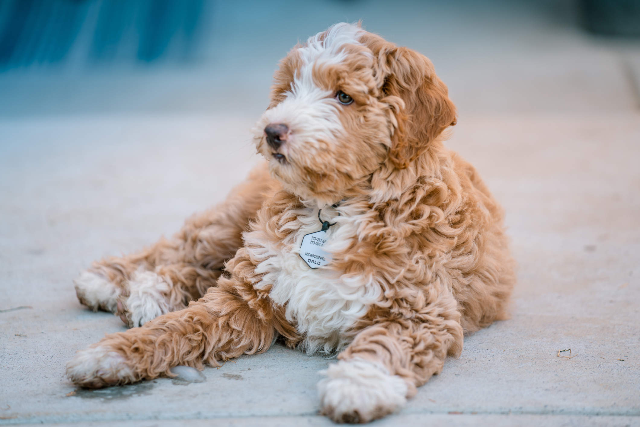 Labradoodle Puppy Pictures and Facts