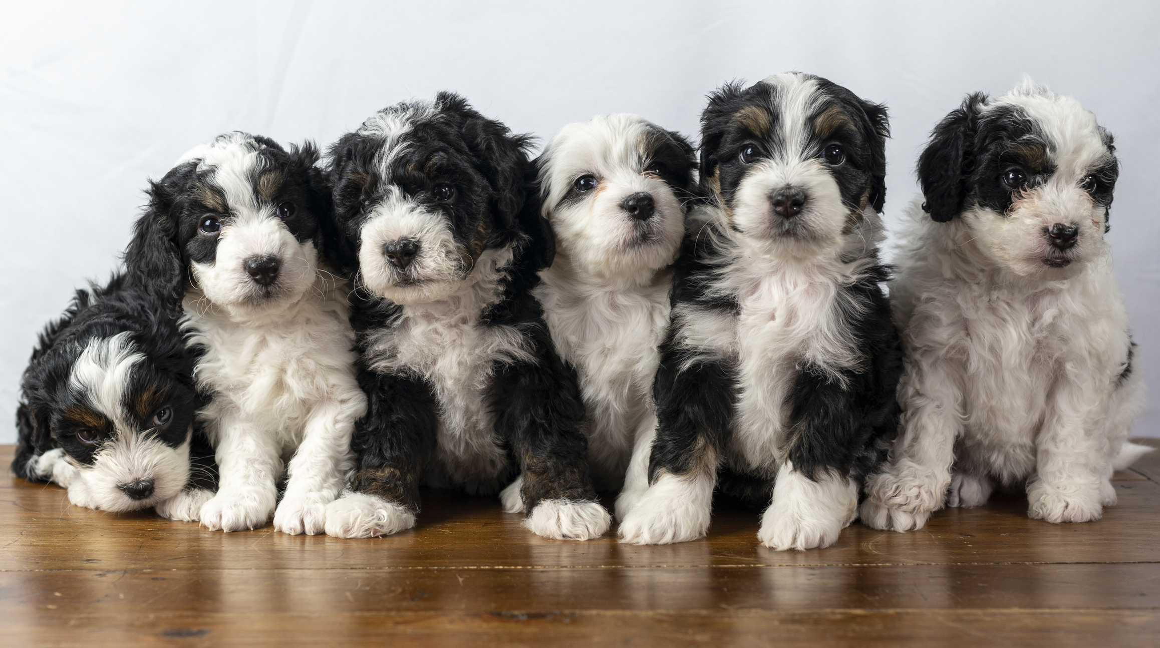 Bernedoodle Puppy Pictures and Facts