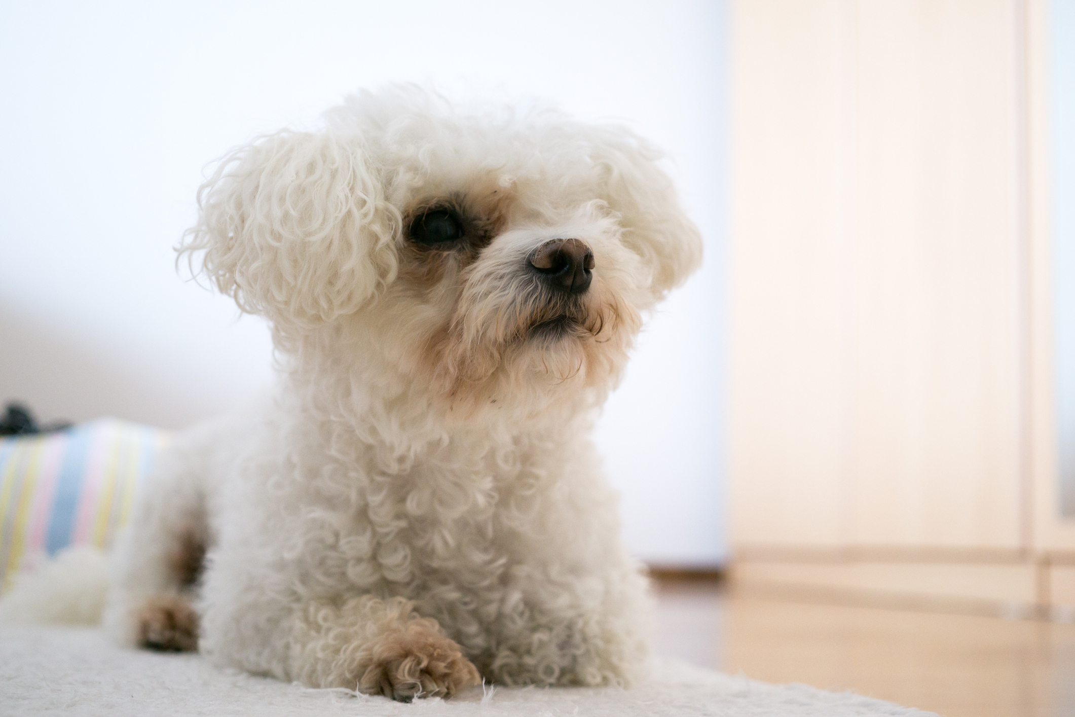 Bolognese Puppy Pictures and Facts