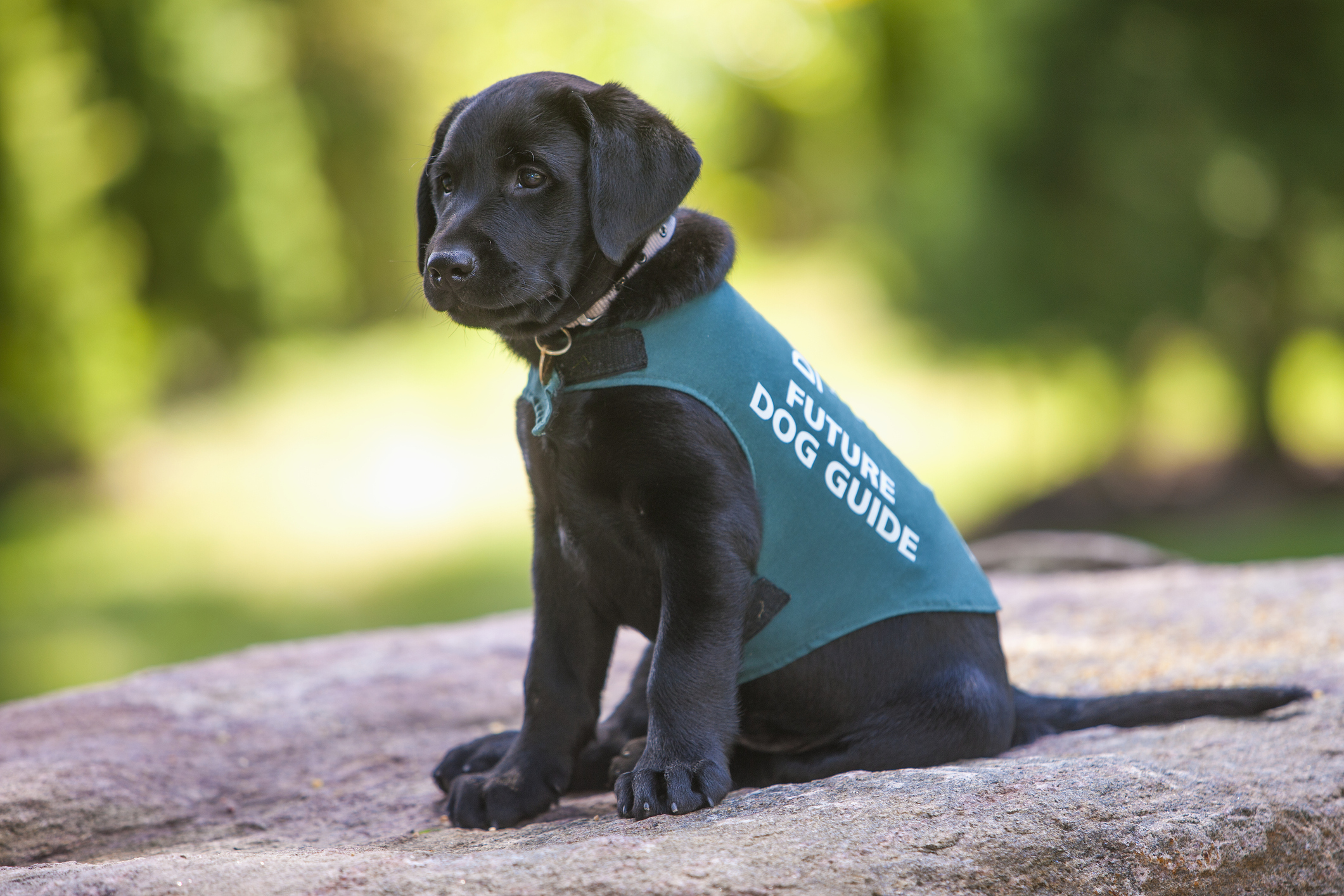 Labrador Retriever Puppy Pictures and Facts