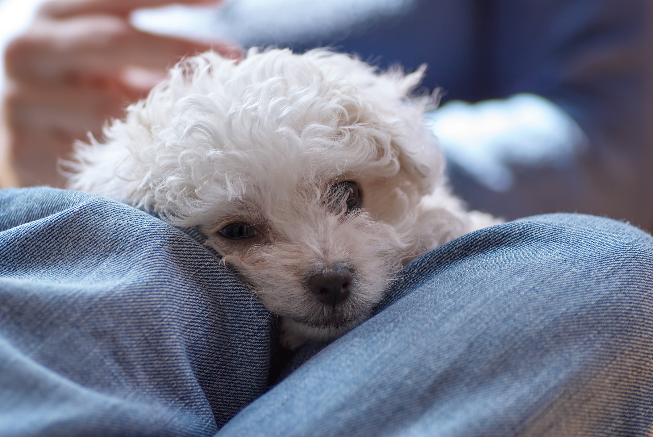 Bolognese Puppy Pictures and Facts