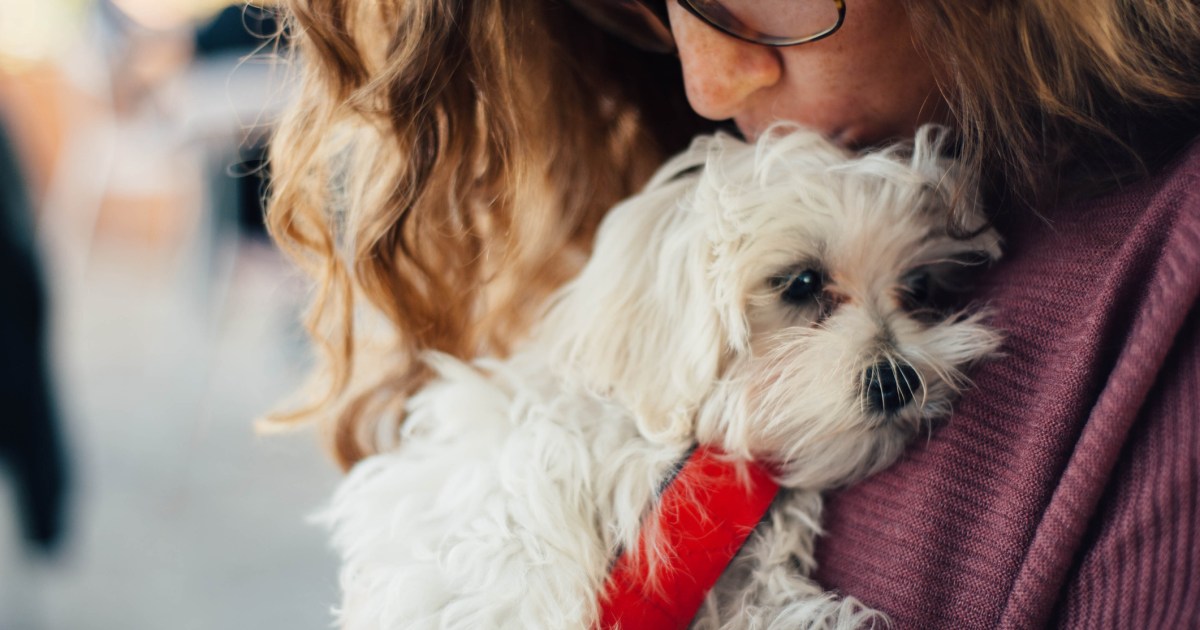 Velcro Dog Breeds Who Are Super Clingy