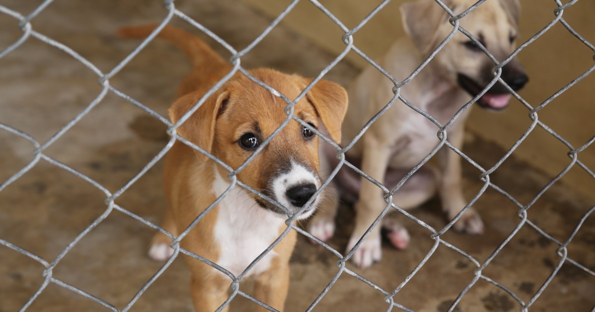 Animal Neglect Lands Puppy Farmers in Jail