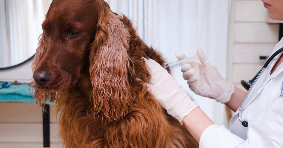 Study Reveals Dog Owners' Hesitancy Toward Rabies Vaccine