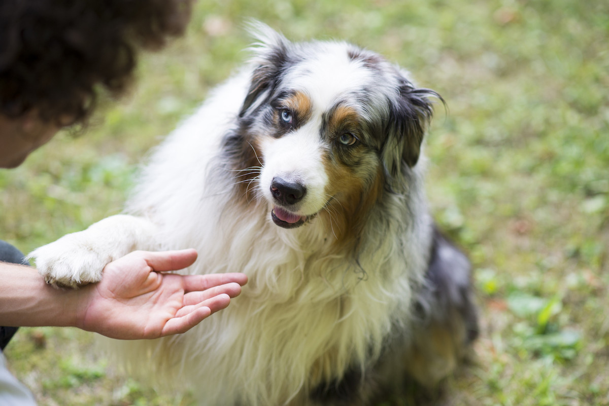 Polydactyly in Dogs: Symptoms, Causes, & Treatments