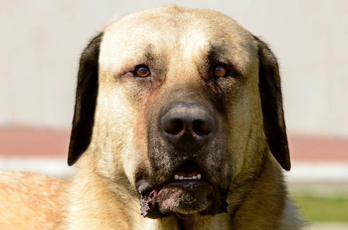 Kangal Shepherd Dog Breed Information & Characteristics