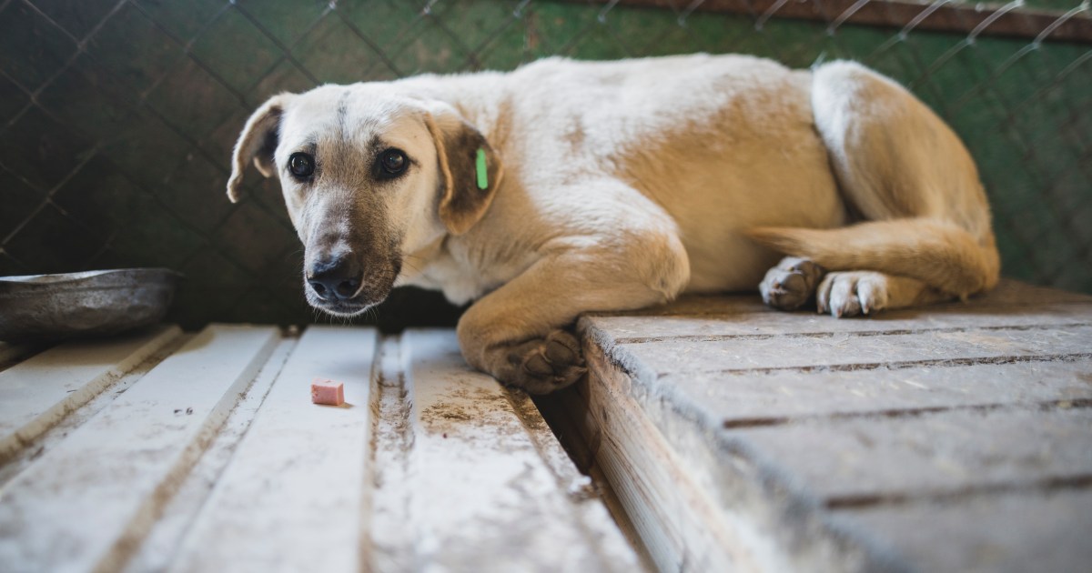 Woman Rescues Dog With Head Stuck in Container