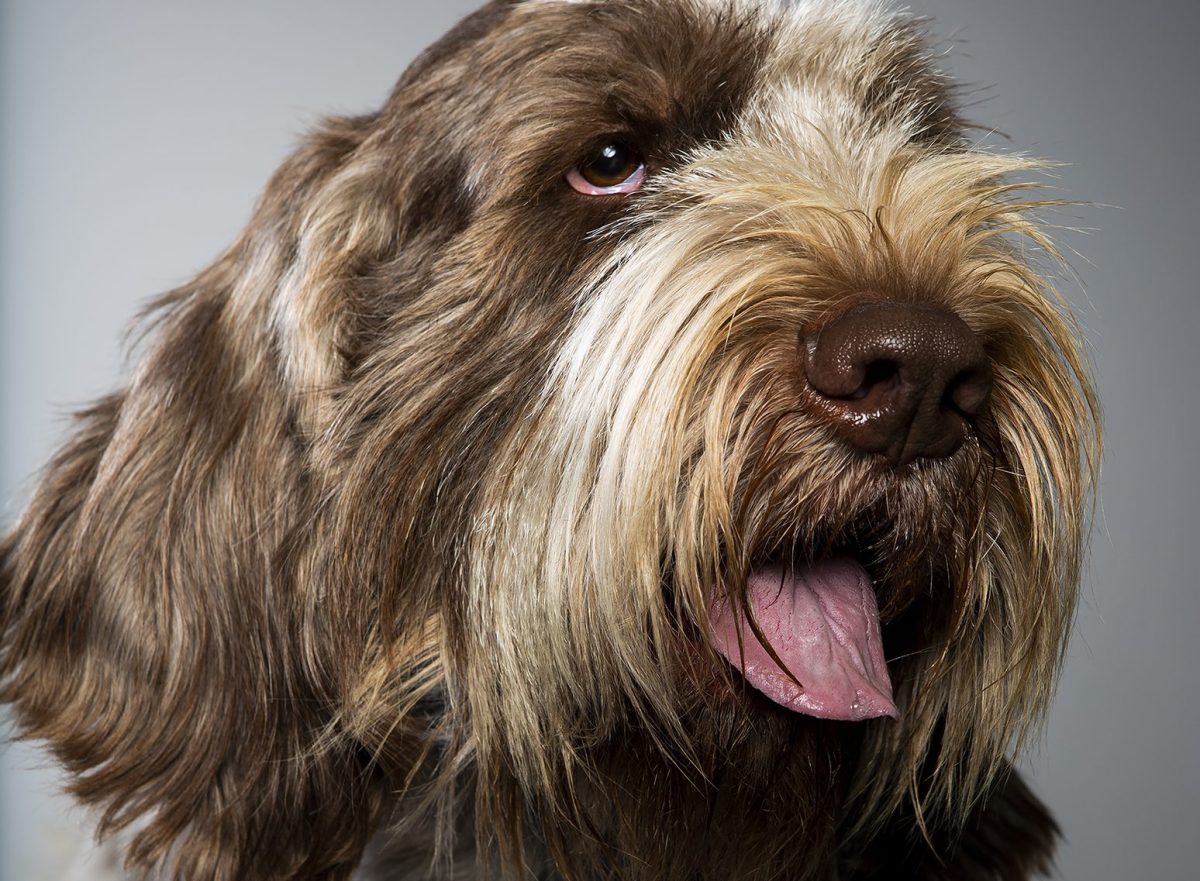 Spinone Italiano Dog Breed Information & Characteristics