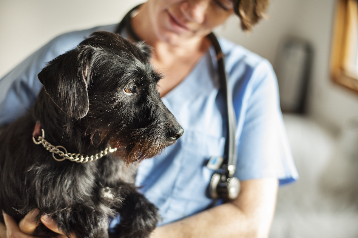 Schnauzer Comedo Syndrome in Dogs: Symptoms, Causes, & Treatments