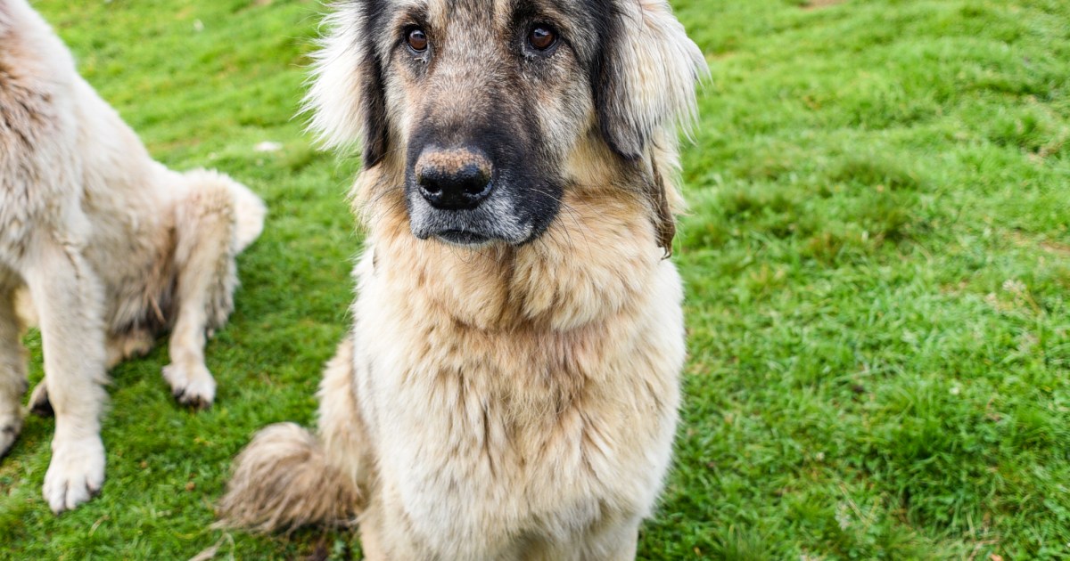 Anatolian Pyrenees Dog Breed Information & Characteristics