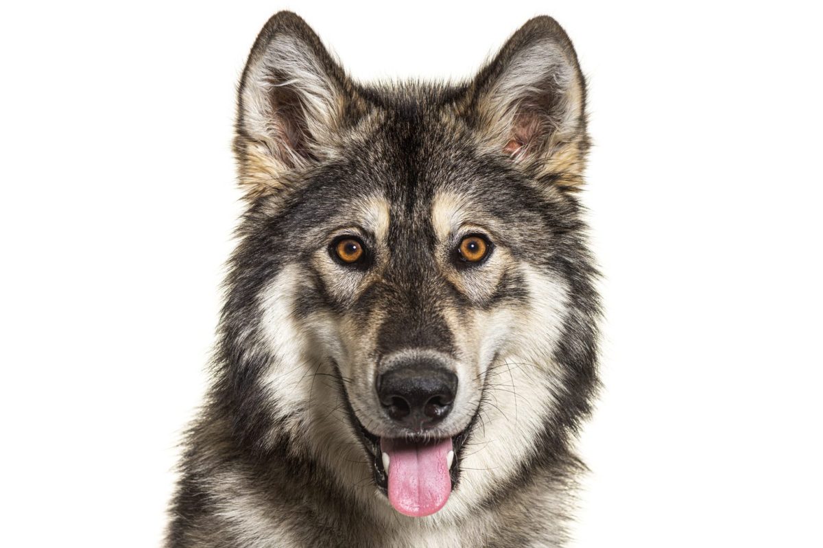 Northern Inuit Dog Breed Information & Characteristics