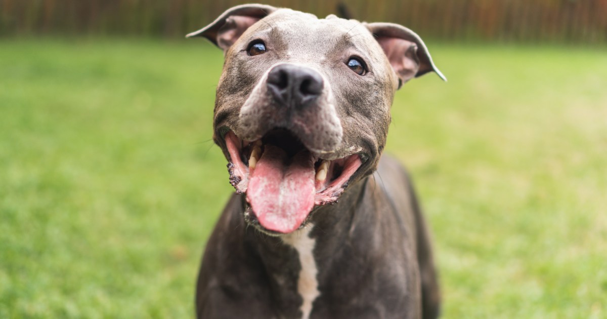 Heroic Pit Bull Saves Tennessee Family from House Fire
