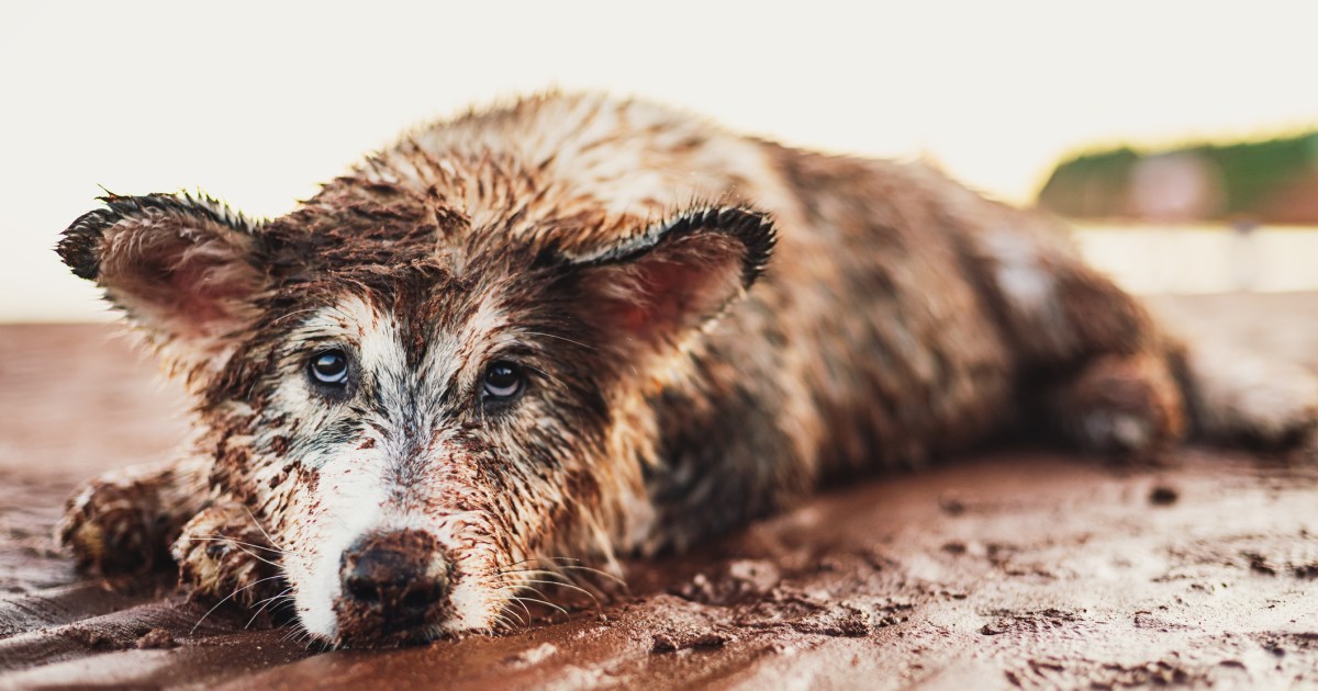 Sick Dogs Found Alone in Filthy House