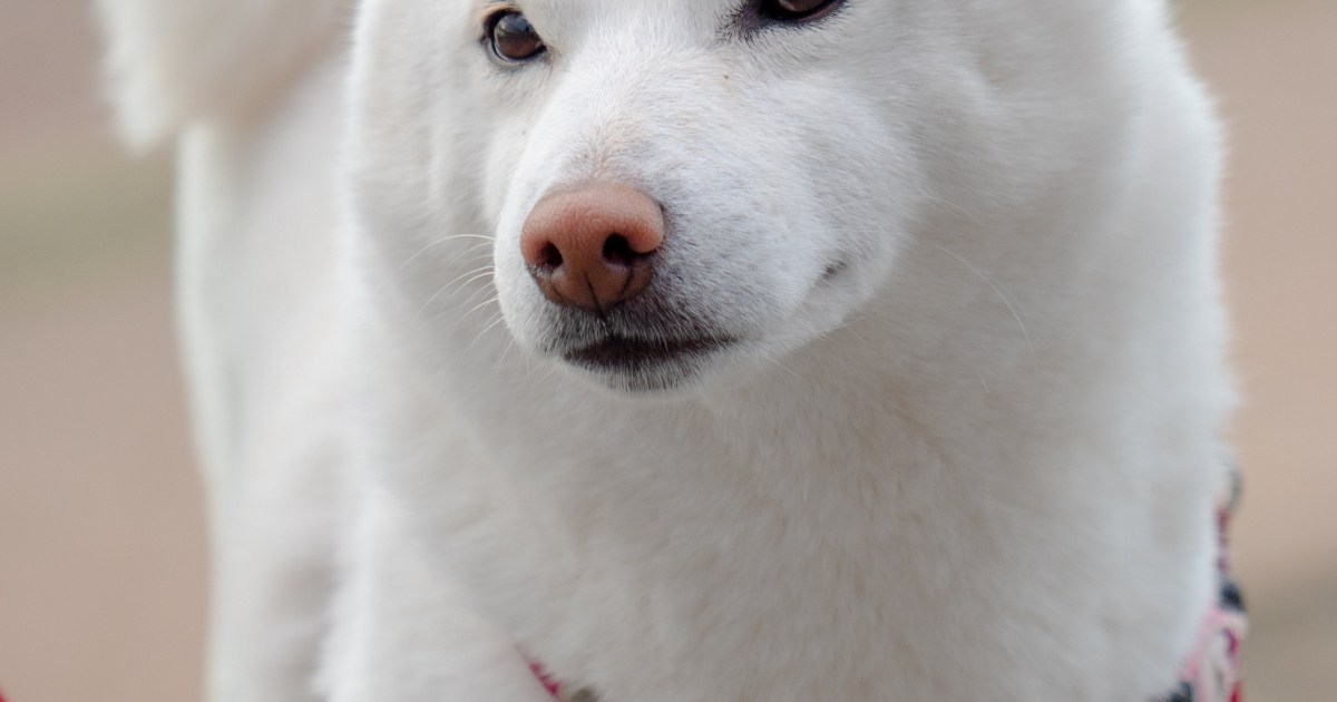 Kishu Ken Dog Breed Information & Characteristics