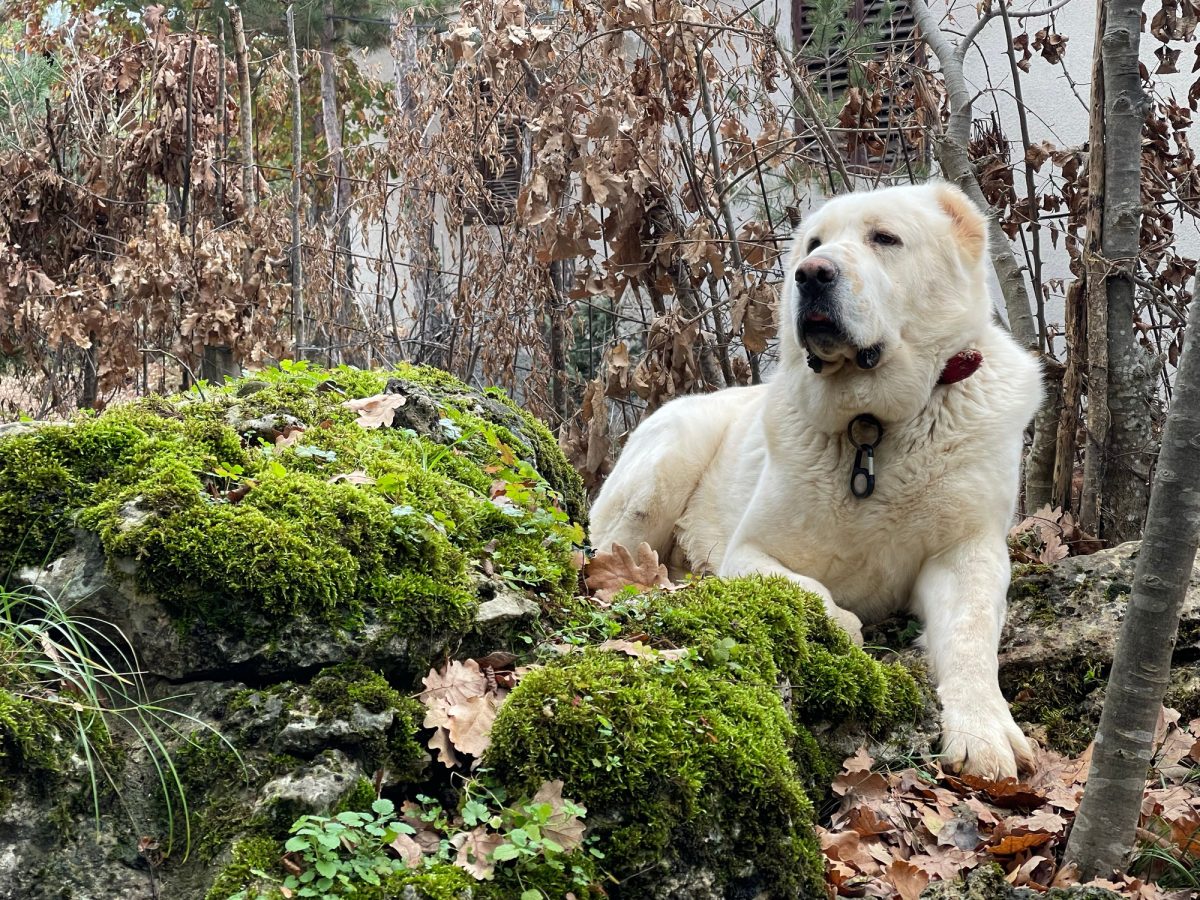 Central Asian Shepherd Dog Breed Information & Characteristics