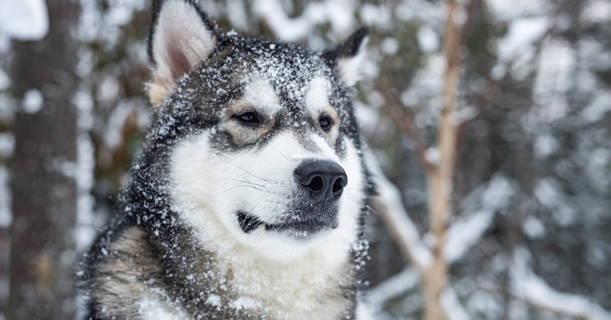 What is a Native American Dog?