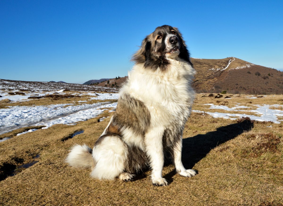 Anatolian Pyrenees Dog Breed Information & Characteristics