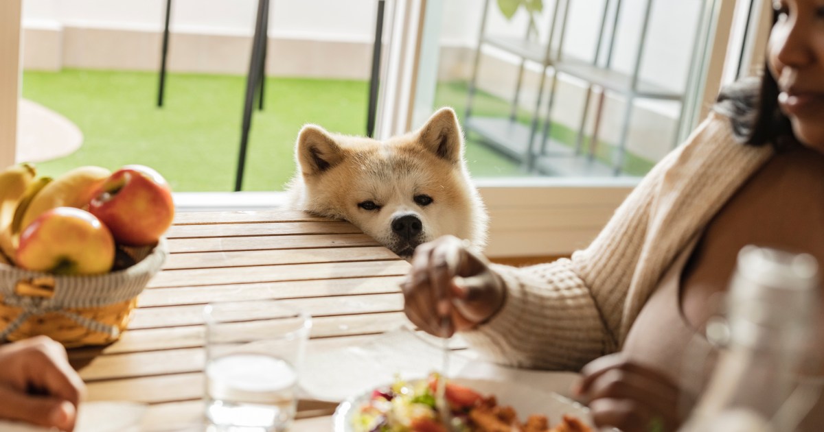 Thanksgiving Foods Dogs Should Avoid