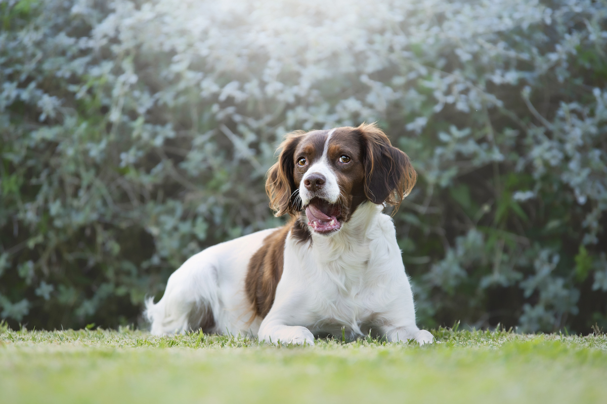 Psoriasiform-Lichenoid Dermatosis in Dogs: Symptoms, Causes, & Treatments
