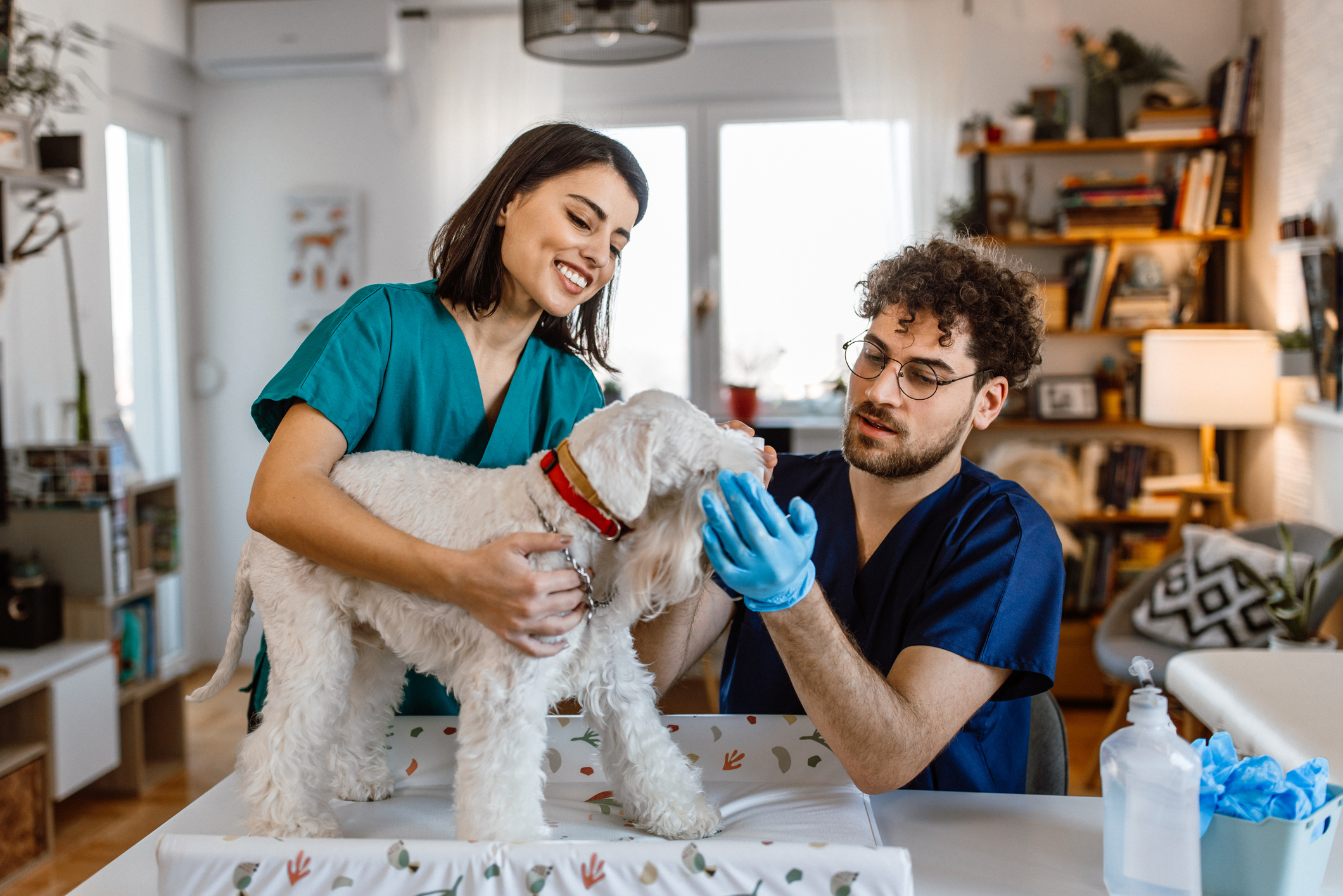 Schnauzer Comedo Syndrome in Dogs: Symptoms, Causes, & Treatments