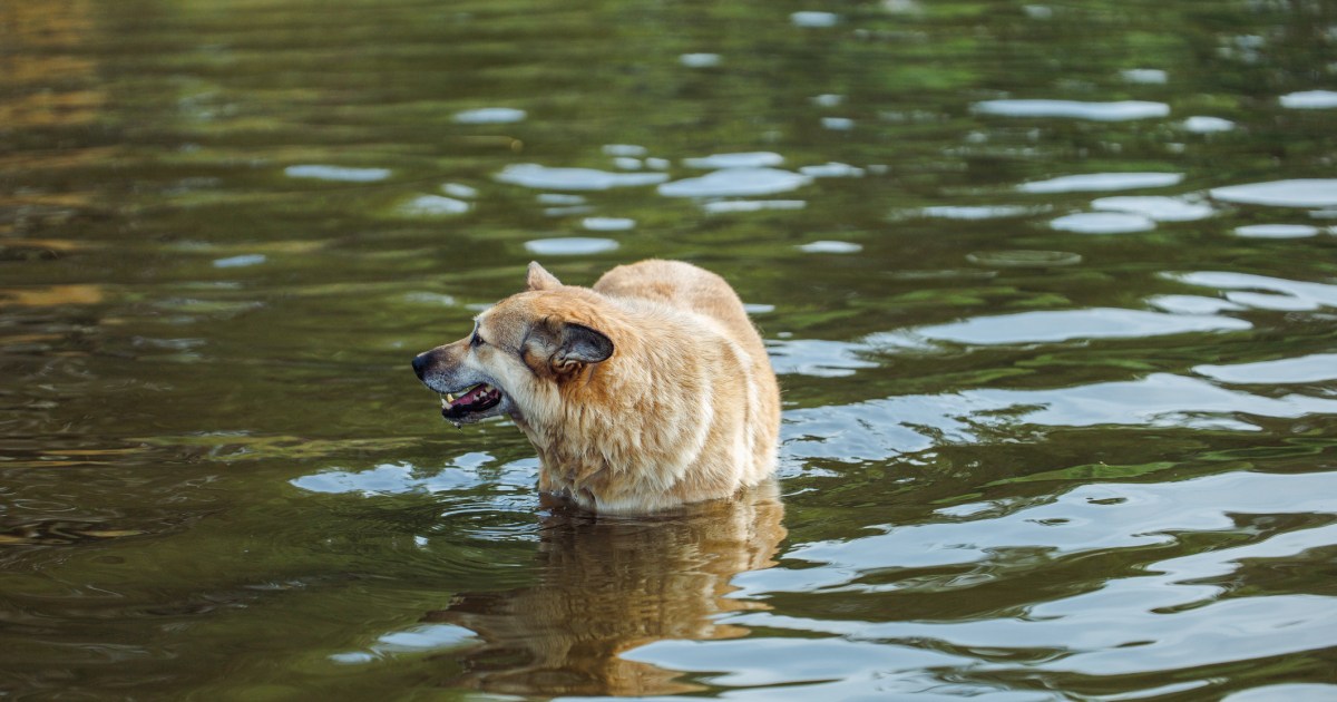 Wisconsin Dog Rescued From River