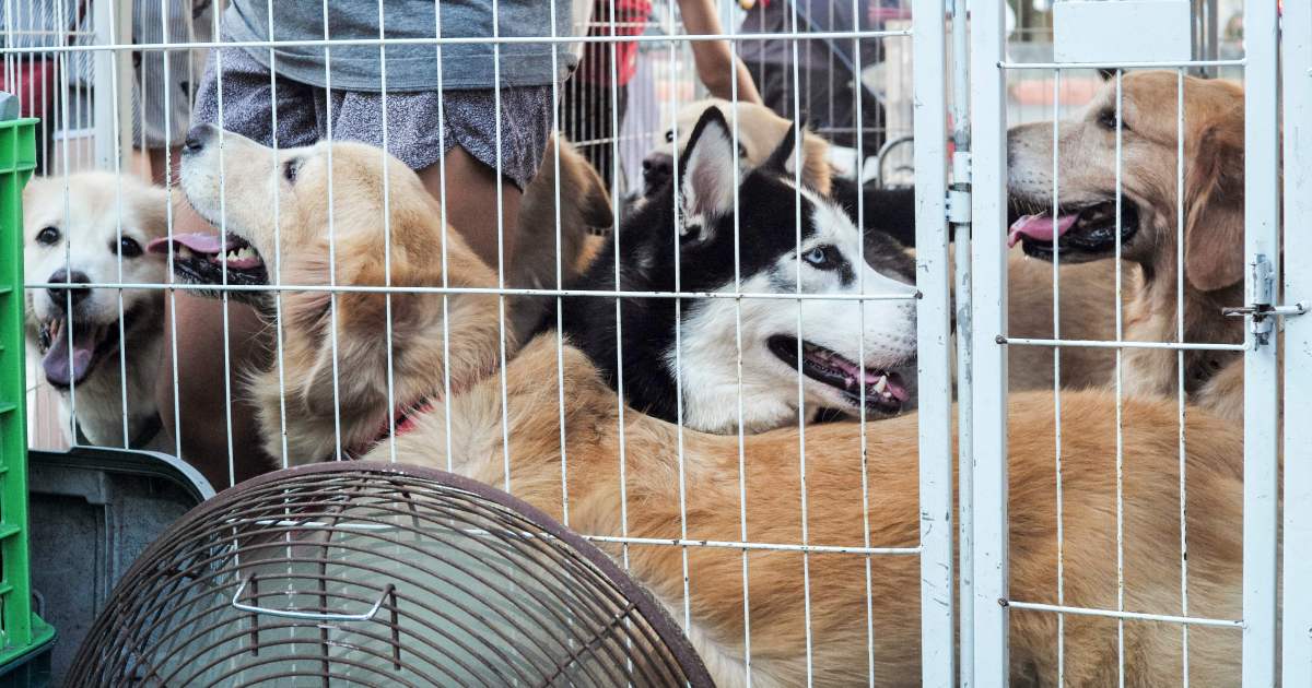 Pedigree Launches Free Dog Adoption Program