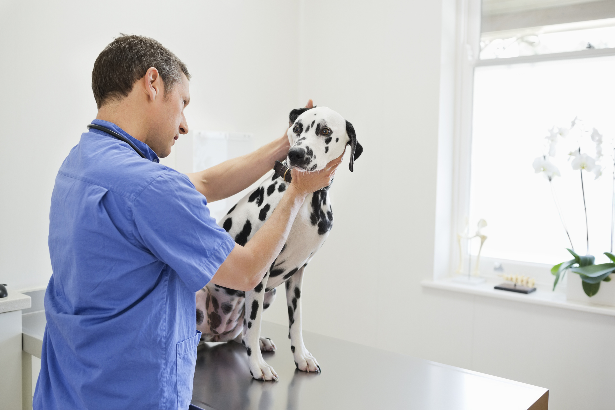 Iris Sphincter Dysplasia in Dogs: Symptoms, Causes, & Treatments