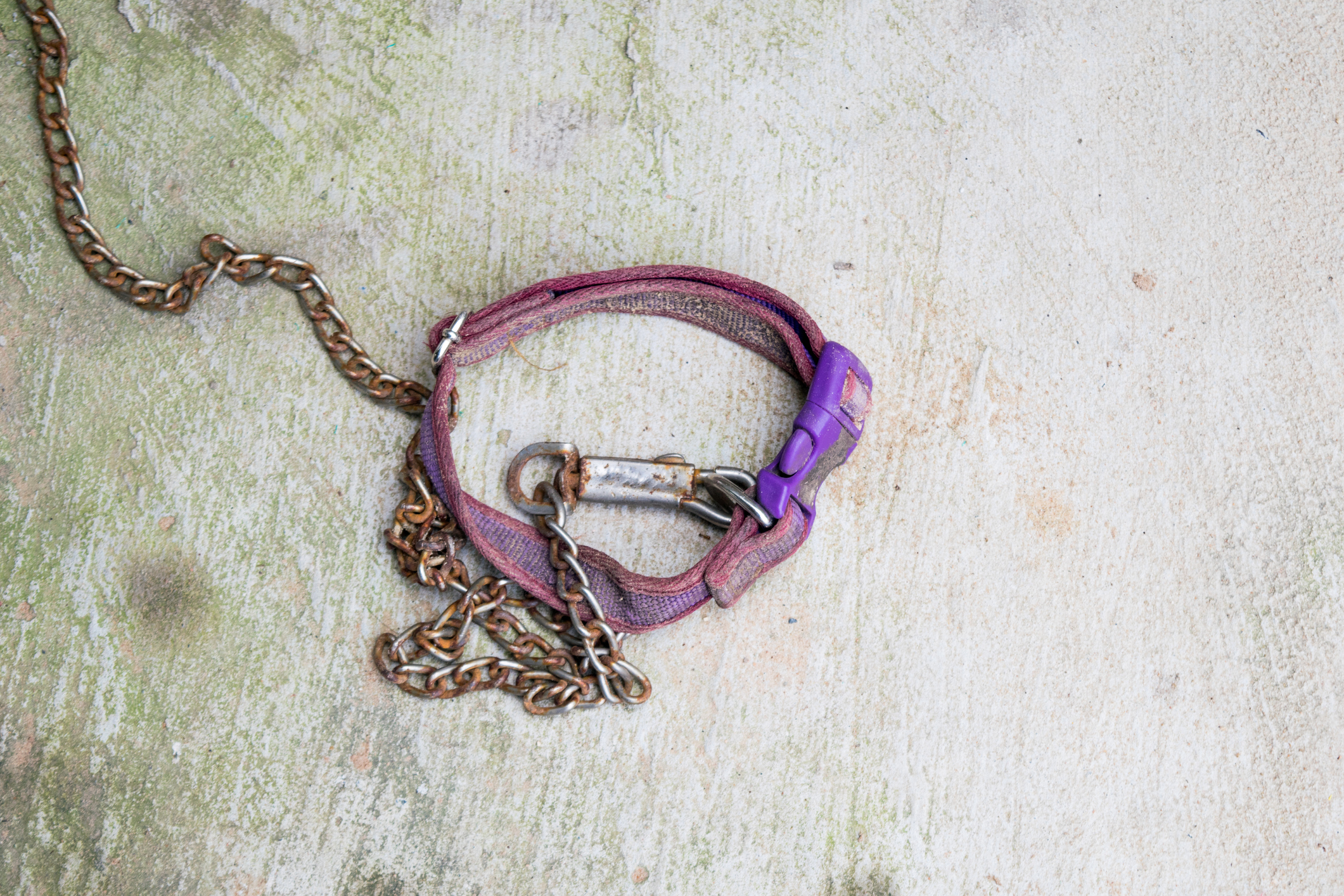 What Is an Embedded Collar? Why Is It Dangerous for Dogs?