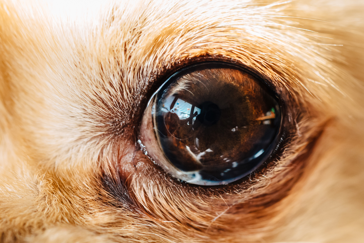 Persistent Pupillary Membranes (PPM) in Dogs: Symptoms, Causes ...
