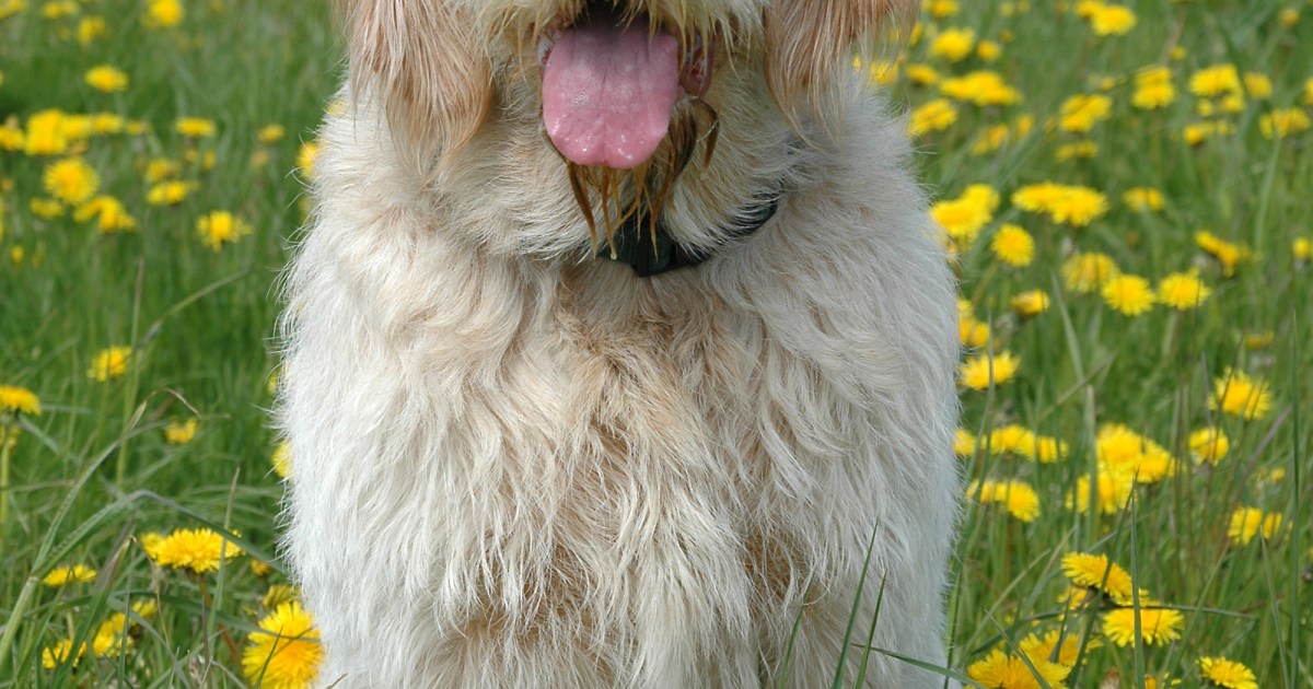 Spinone Italiano Dog Breed Information & Characteristics
