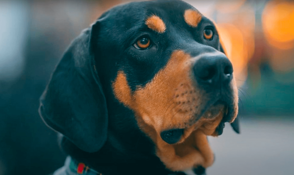 Transylvanian Hound Dog Information & Characteristics