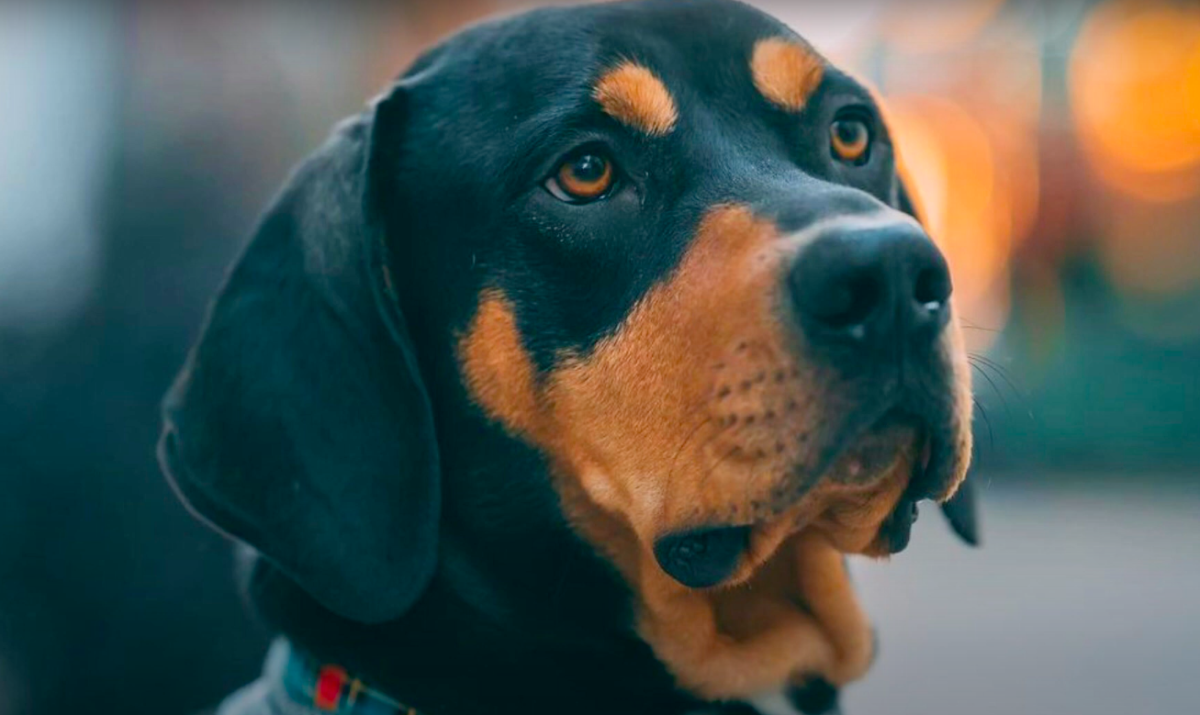 Transylvanian Hound Dog Information & Characteristics