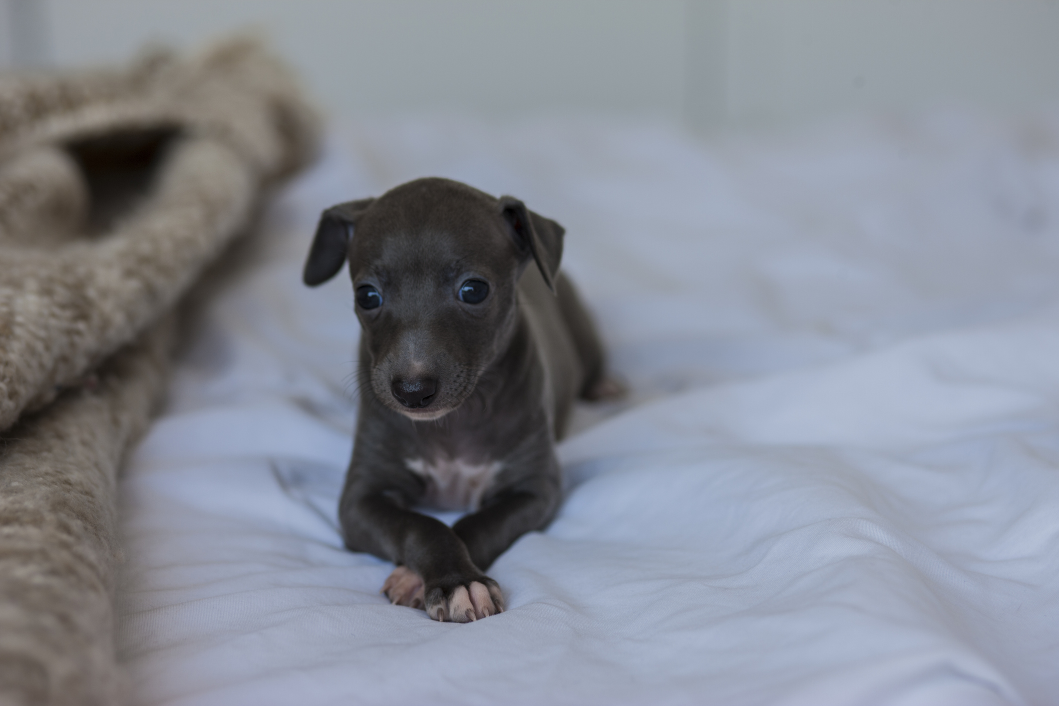 Italian Greyhound Puppy Pictures and Facts