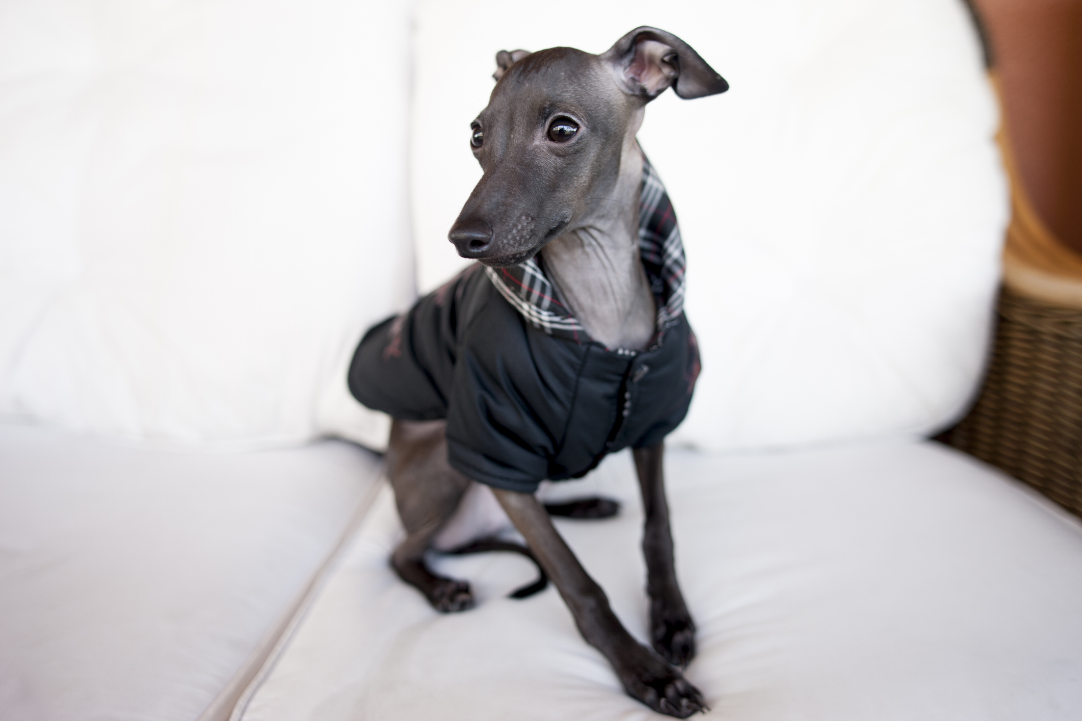 Italian Greyhound Puppy Pictures and Facts
