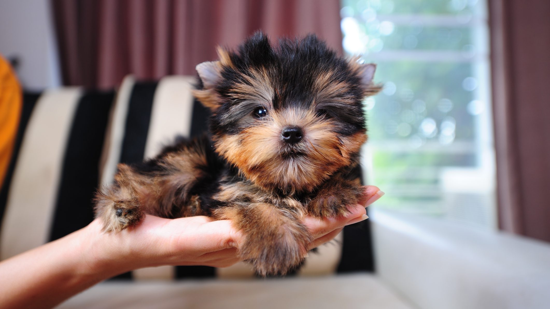 The Cutest Teacup Dogs