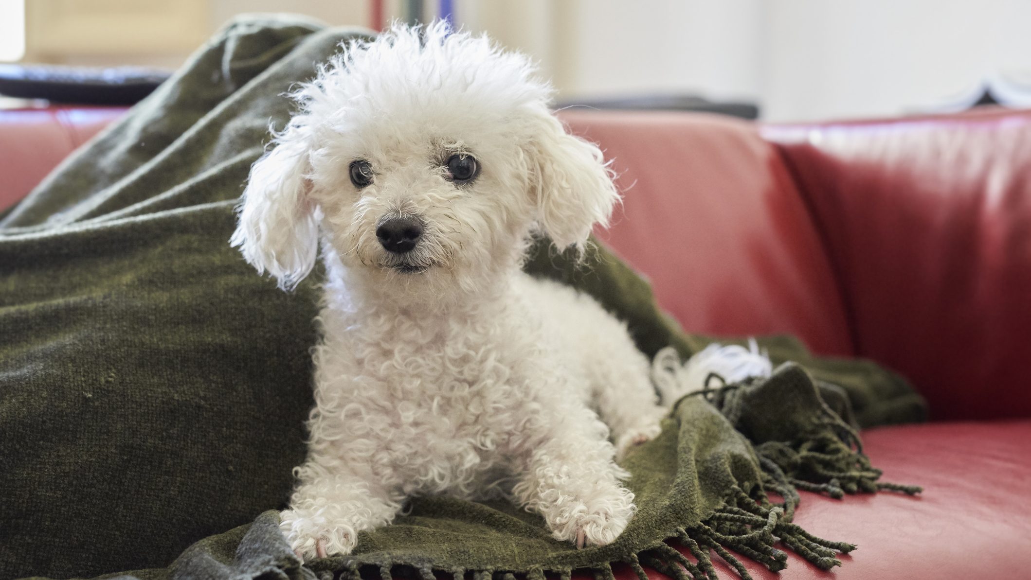 The Cutest Teacup Dogs