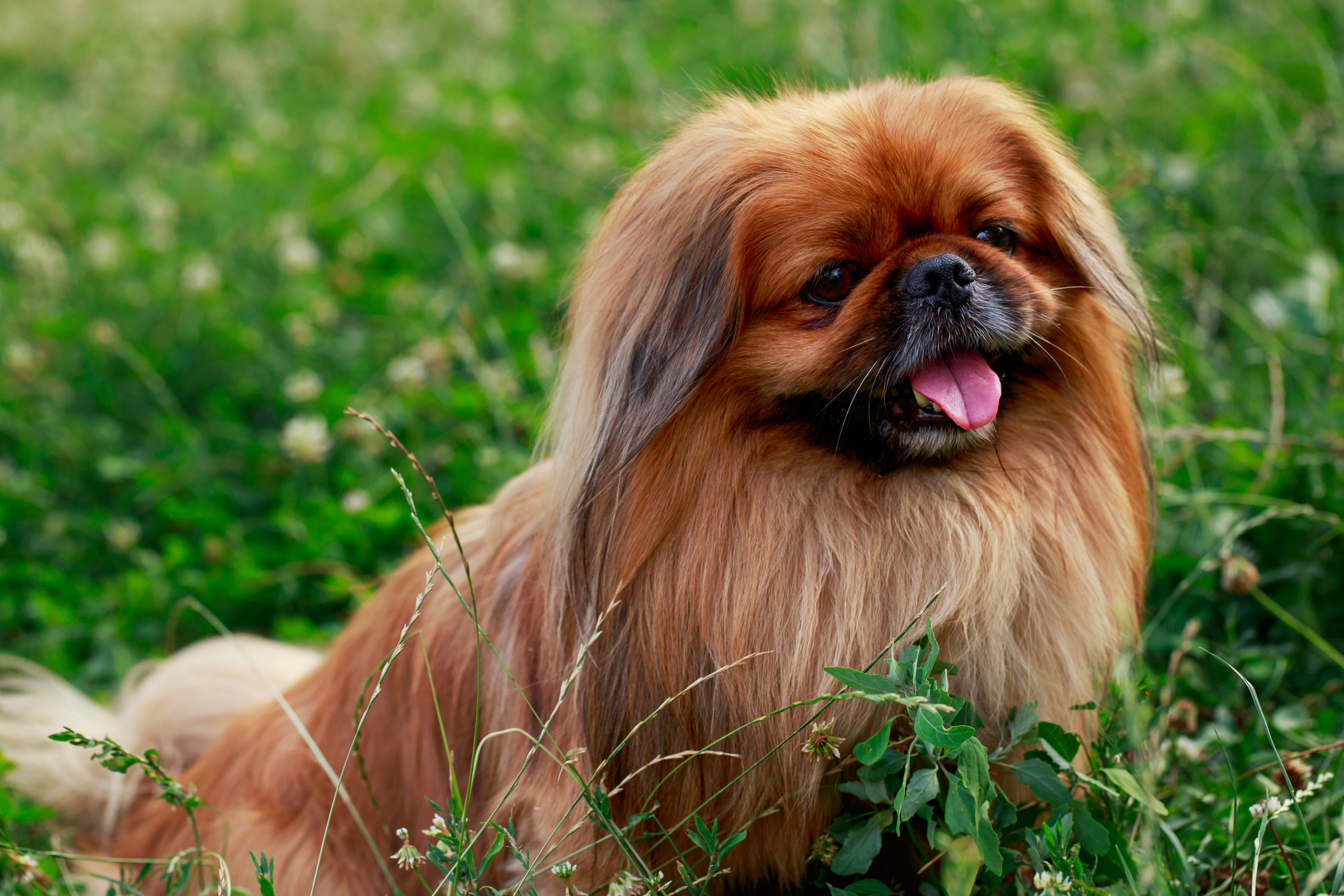 A Dog With an Infamous History: The Rise of the Pekingese