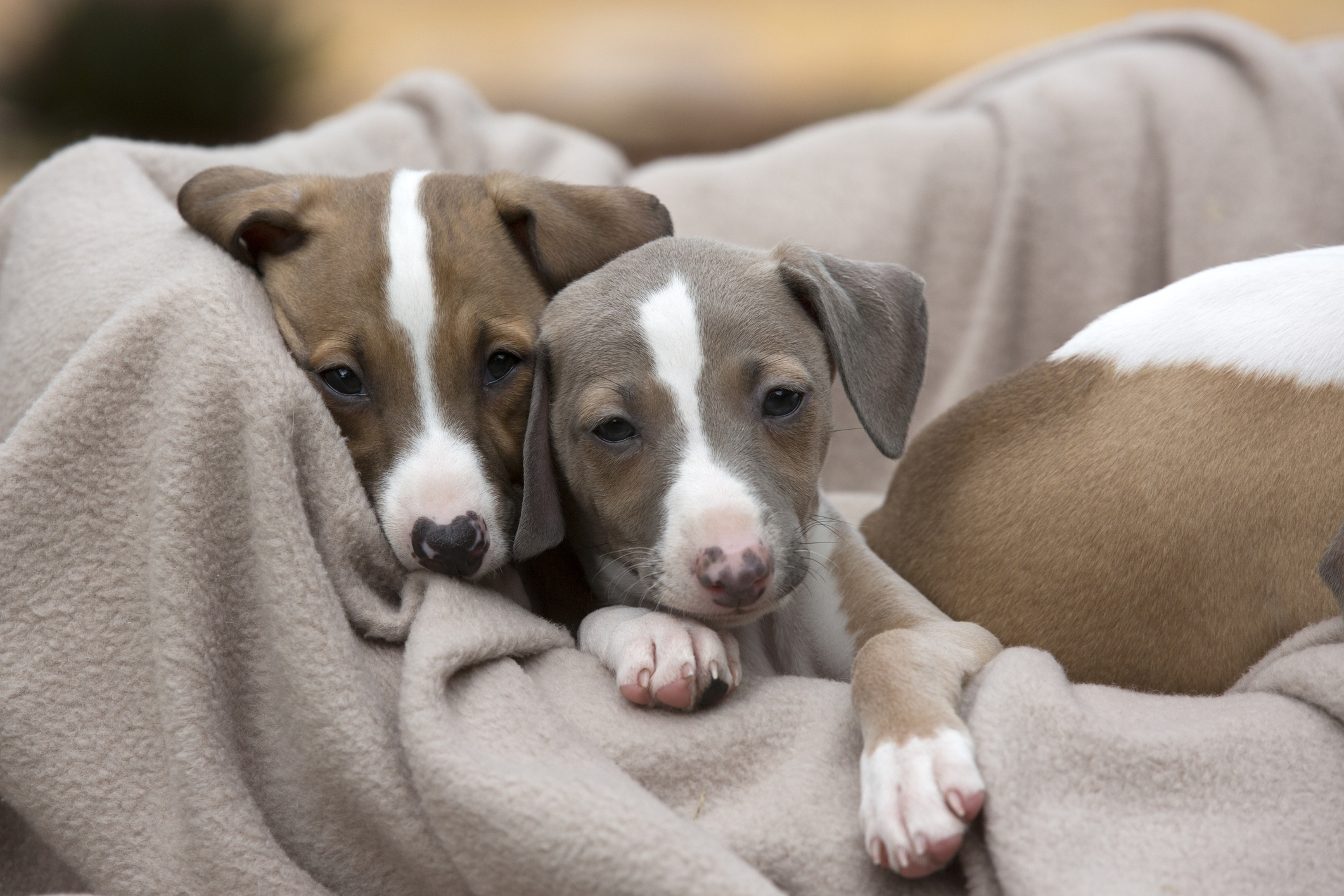 Italian Greyhound Puppy Pictures and Facts
