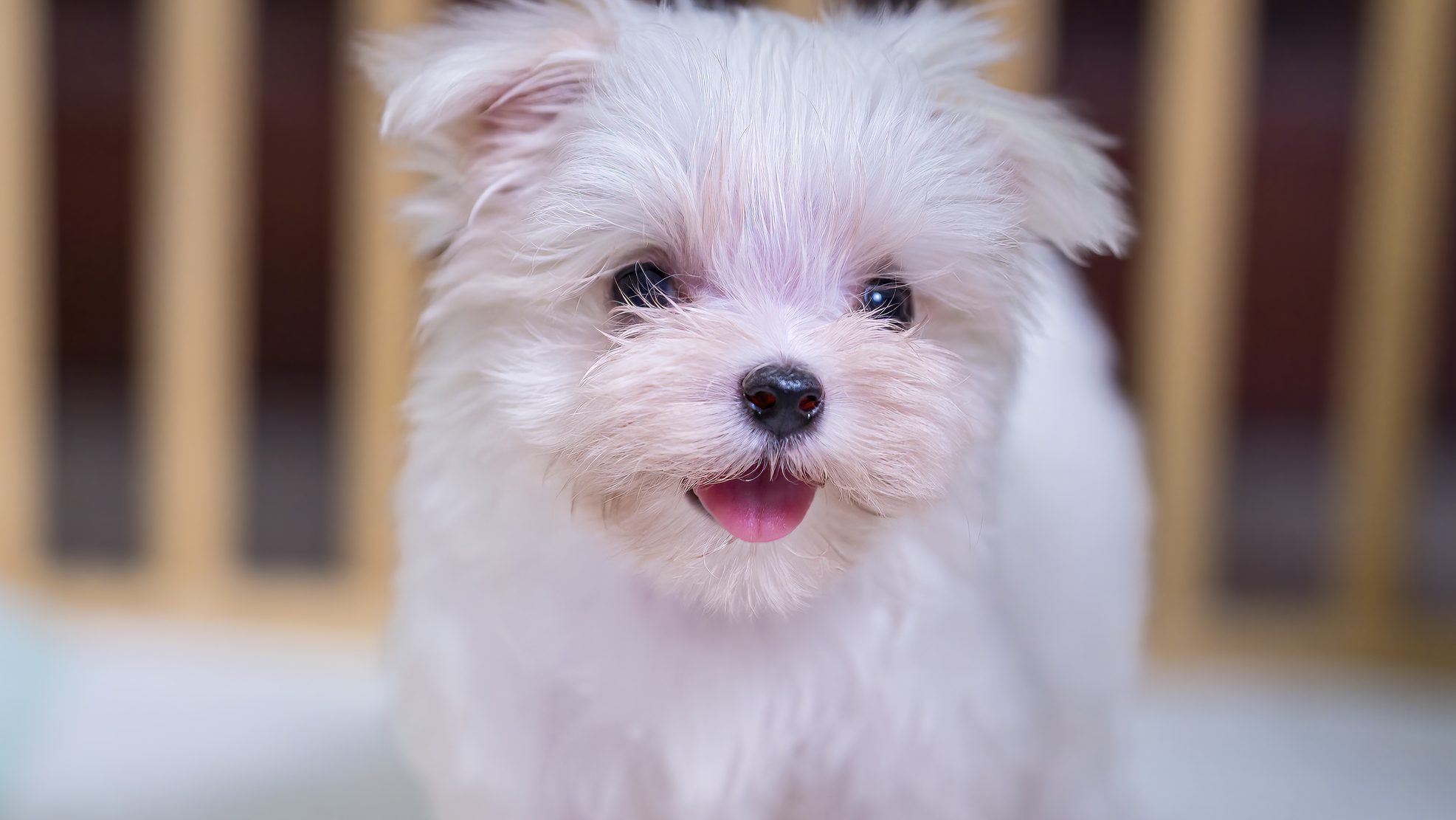 The Cutest Teacup Dogs