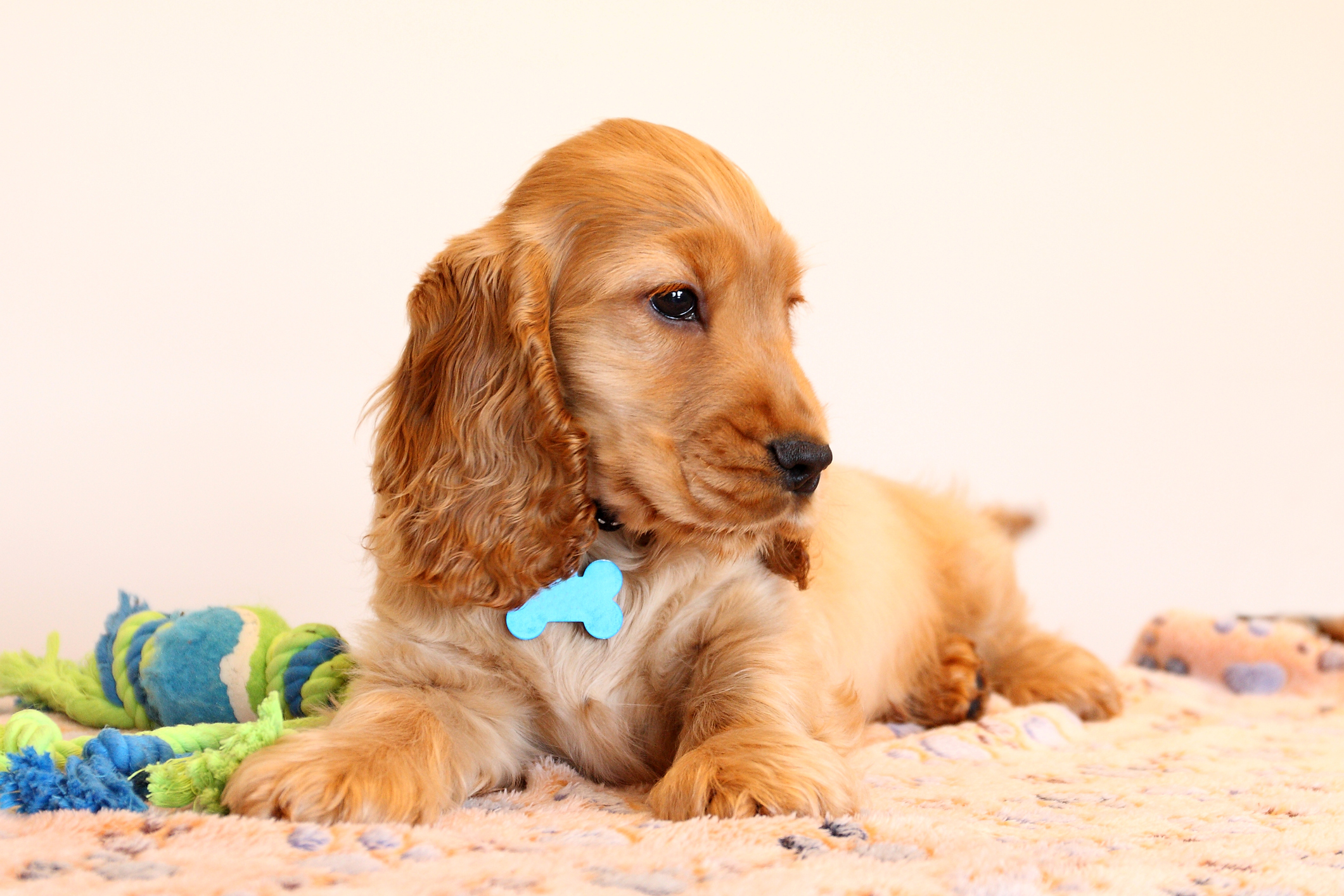 Cocker Spaniel Puppy Pictures and Facts