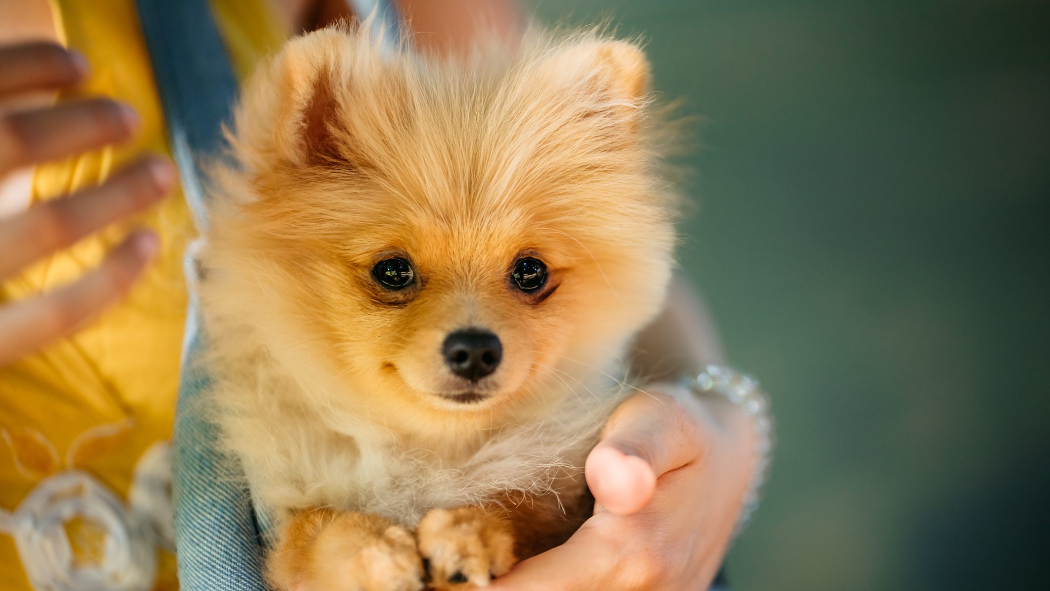 The Cutest Teacup Dogs