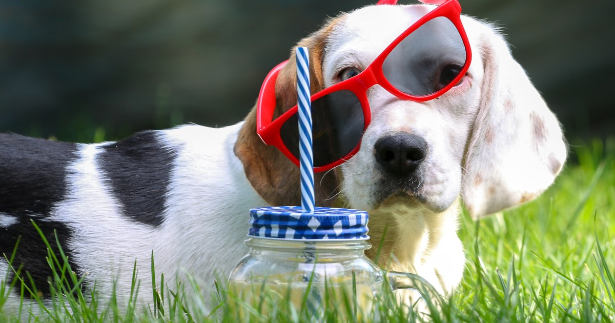 Jones Soda Launches New Drink for Dogs